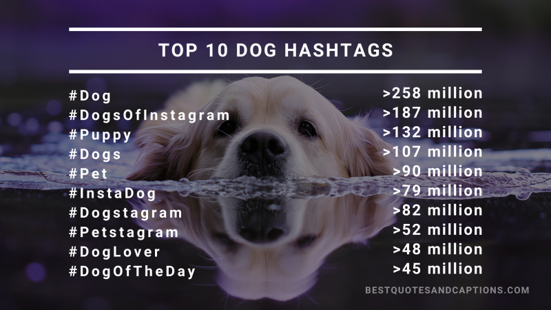 Dog Hashtags | Take a ‘paws’ to read this 2021 guide